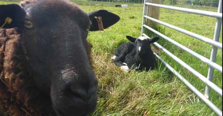 Fishers Mobile Farm - we bring our farm to you!