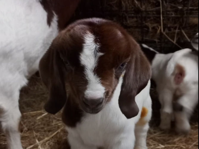 Or the goat'll getcha.